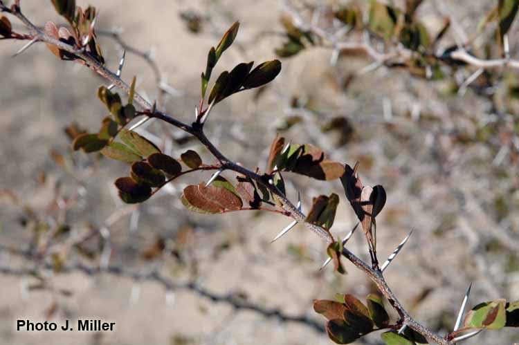 Factsheet - rigidula