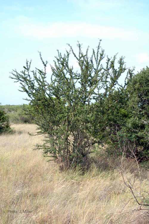 Factsheet - rigidula