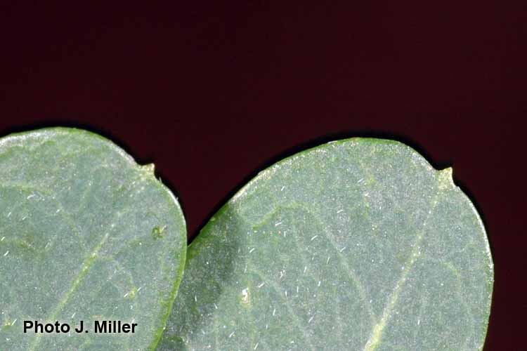 Factsheet - vogeliana