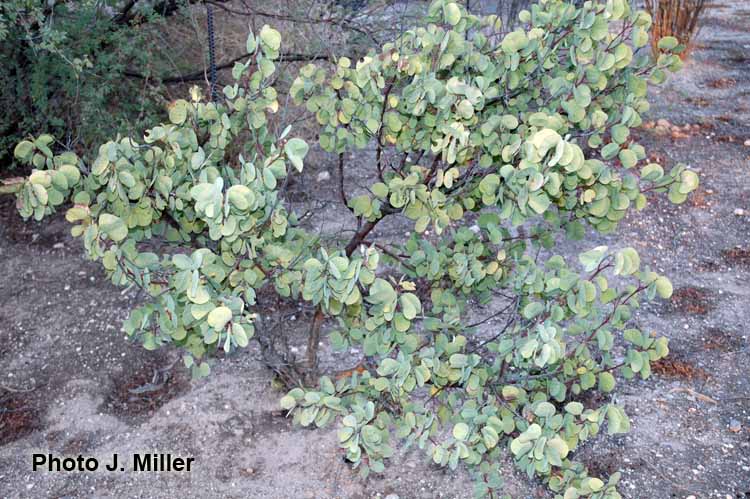 Factsheet - crassifolia