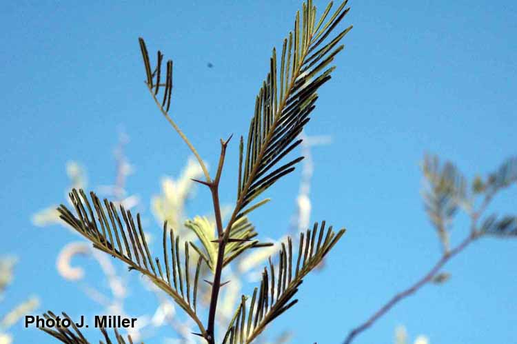 Factsheet - aroma var. aroma