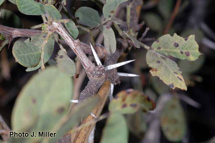 Factsheet - californica