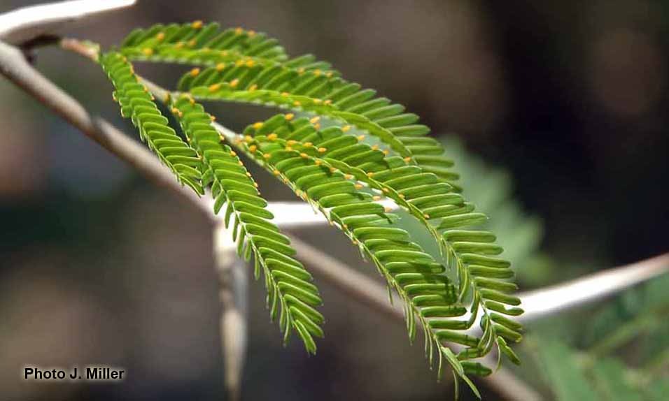 Factsheet - cornigera