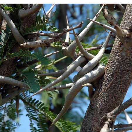 Factsheet - cornigera