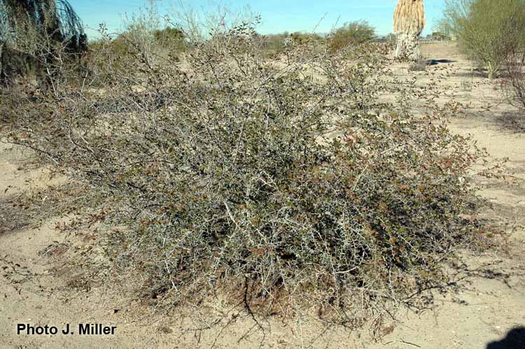 Factsheet - rigidula