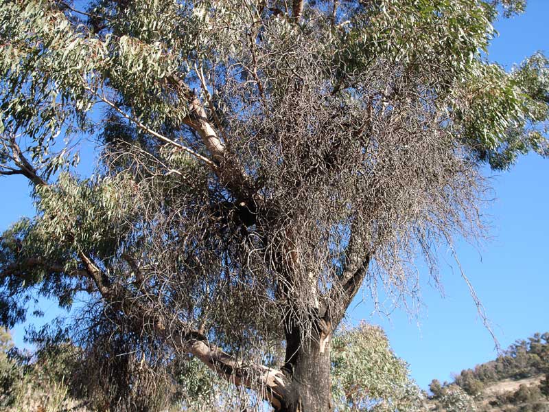 Dead mistletoe - Mistletoes